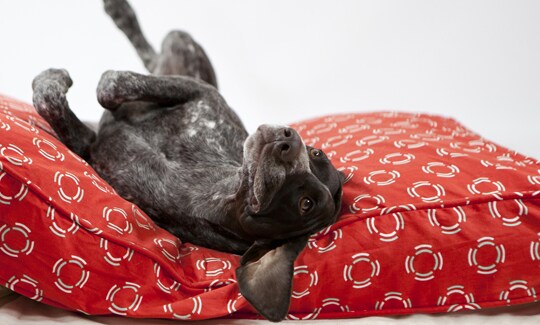 Motion Sensors | Motion Detectors | Indoor Security Sensors | ADT